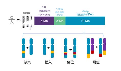 全基因组 人类基因组变异分析（pacbio （1） 腾讯云开发者社区 腾讯云