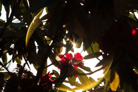 Dvb အပန်းဖြေ လေ့လာသူတွေ အသွားများနေတဲ့ ခေါ်နူးစုမ်တောင် ဓာတ်ပုံ