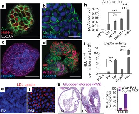 Single Cell Derived Hepatic Organoids Acquire Hepatocyte Fate And Download Scientific Diagram