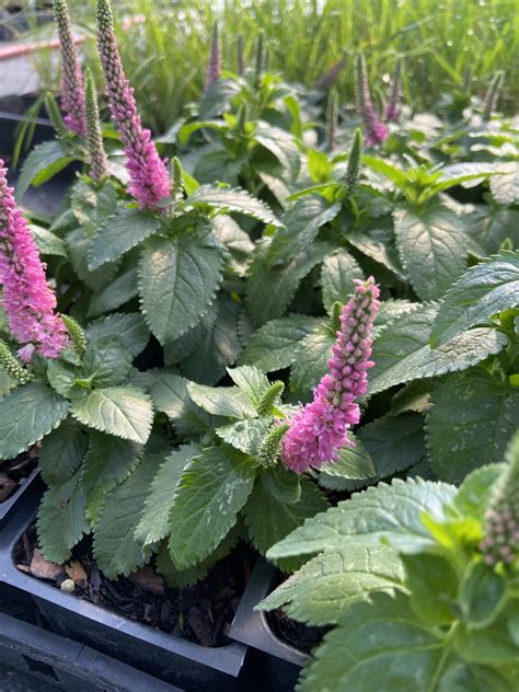 Daylilynursery Veronica First Love Plant Facts