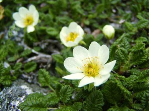 植物図鑑 中央アルプス駒ヶ岳ロープウェイ