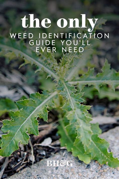 The Only Weed Identification Guide Youll Ever Need How Can This