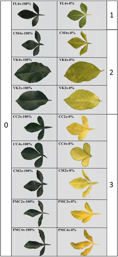 Citrus Trees Deficiency At Virginia Bittner Blog