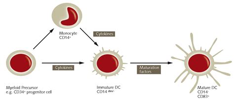 In Vitro Differentiation Of Human Pbmc And Cd34 Derived Monocytes Into Mature Cd83cd14