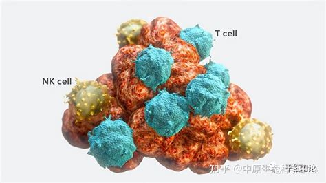 细胞科普nk细胞是如何识别和杀伤肿瘤细胞的 知乎
