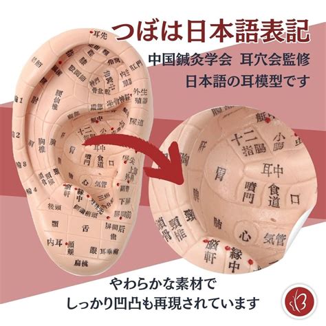 耳つぼ模型 日本語版 17cm 日本語表記 耳模型 耳介図 耳ツボ Beautear 耳つぼ専門店 Beautear