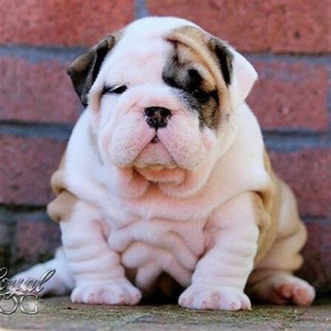 Мини бульдог 78 фото