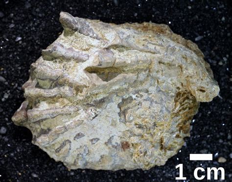 Cretaceous Bivalves Gallery Sam Noble Museum