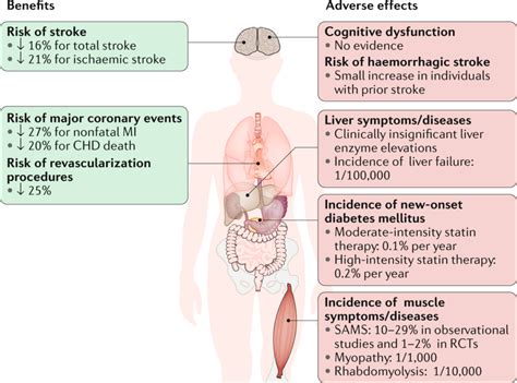 Statins Examples And Benefits For Heart Health