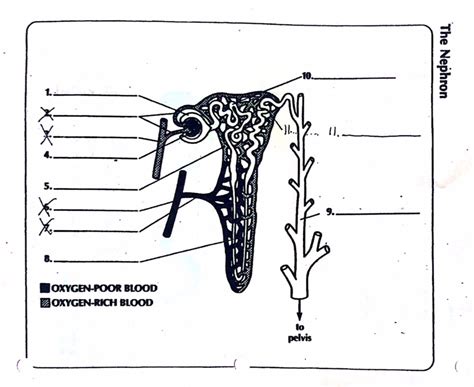 The Nephron Diagram Quizlet The Nephron Diagram Quizlet