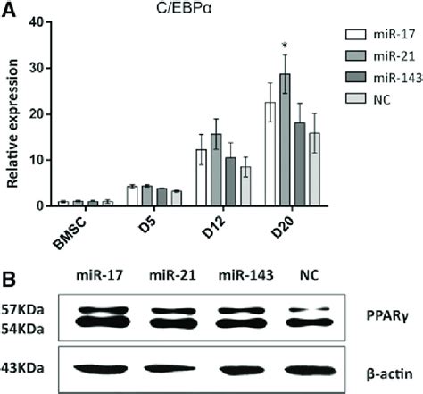 A The Expression Of The Adipose Marker Gene C Ebpa During Adipogenic Download Scientific