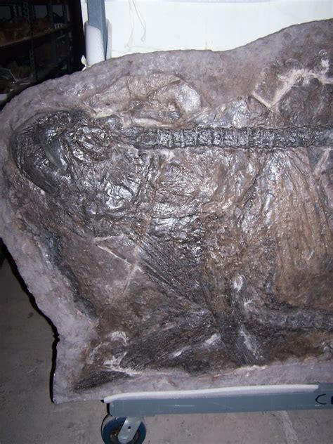 The Natural World Xiphactinus The Inception Fossil