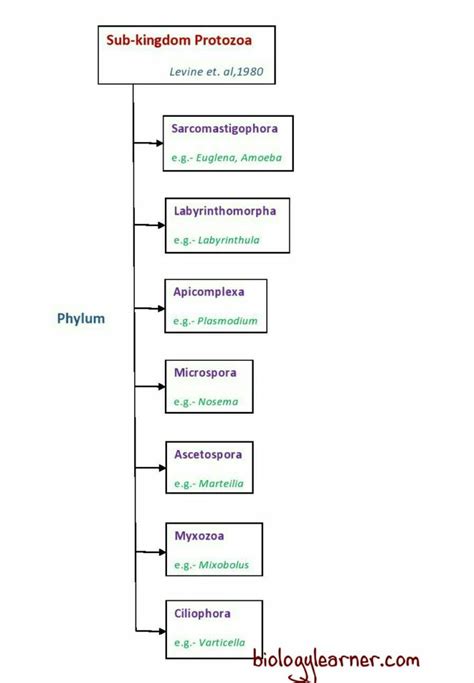 Protozoa Characteristics Classification And Examples