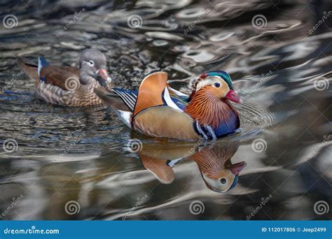 Mandarin Duck Male Vs Female At Eric Meza Blog