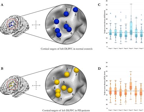 Illustrations Of The Target Specific Scalp To Cortex Distance Scd And Download Scientific