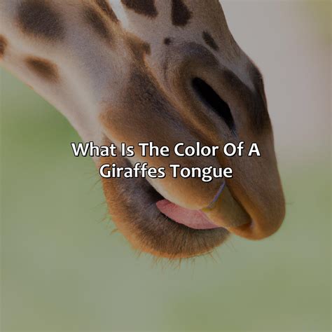 What Is The Color Of A Giraffes Tongue