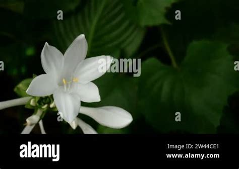 16x9 Format Stock Videos And Footage Hd And 4k Video Clips Alamy