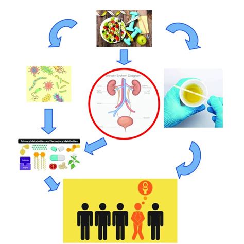 An Illustration Of Interconnected Relations Between Microbiota And Host Download Scientific