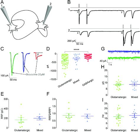 Dual Patch Clamp Recordings A Schematic Representation Of Dual