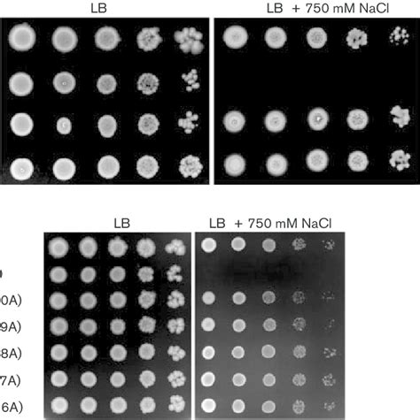 Importance Of The C Terminal Five Residues Of Npr To An Envelope Stress