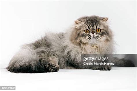 Blue Tabby Persian Photos And Premium High Res Pictures Getty Images