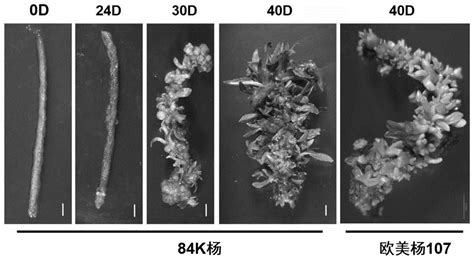 一种基于顶端分生组织转分化的林木芽再生方法与流程