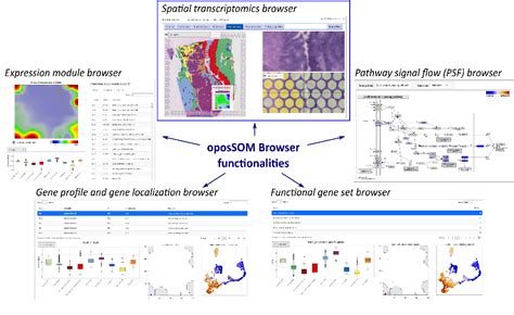 Figure 1 From A Spatial Transcriptomics Browser For Discovering Gene Expression Landscapes