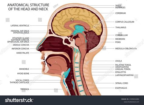 Anatomy Of Head And Neck