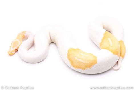 All You Need To Know About Ball Python Albino Morphs Vital Frog