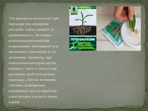 Стимуляторы роста при укоренении черенков растений - презентация онлайн
