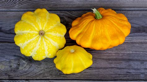 Round Yellow Summer Squash Summer Squash — Rohrer Seeds