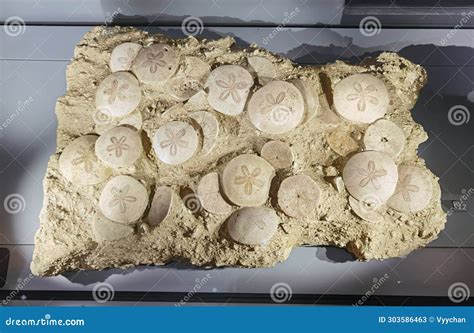 10000 Years Fossil Stone Rock France Scutella Sp Echinoderm Sand Dollar