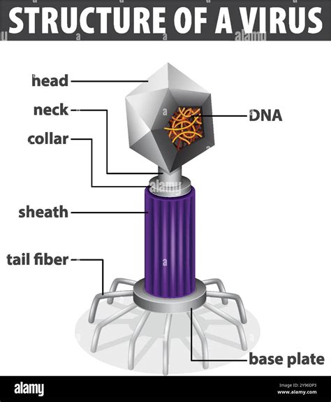 Detailed Diagram Of A Virus Structure Stock Vector Image And Art Alamy