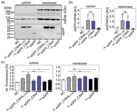 Eea1 Polyclonal Antibody Invitrogen Pa1 063a