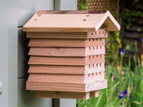 When Do Hedgehogs Hibernate Everything You Need To Know Green Feathers