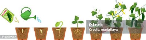 오이 식물의 생활주기 흰색 배경에 격리 된 화분에 뿌리 시스템을 가진 파종에서 개화 및 열매 맺는 식물까지 성장 단계 0명에