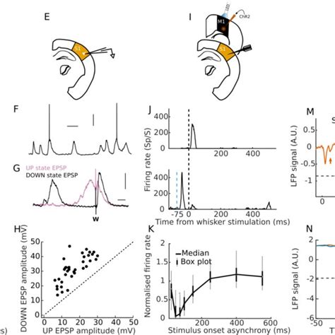 Motor Cortical Induced Excitation And Subsequent Inhibition In Primary Download Scientific