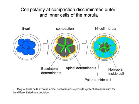 Ppt Lecture 2 Overview Of Preimplantation Development Specification Of The Trophectoderm