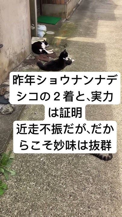 スパーキングレディカップ2023！このオッズなら2強よりも買いたいレディがいる Youtube