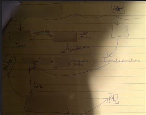 Nitrogen Cycle Diagram Quizlet