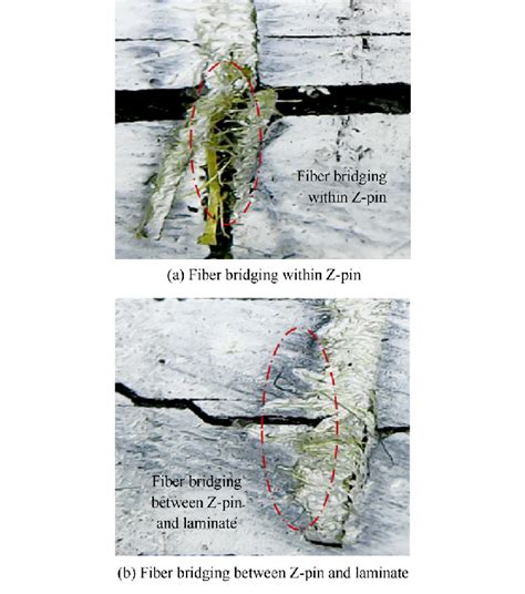 Fiber Bridging Behavior Download Scientific Diagram