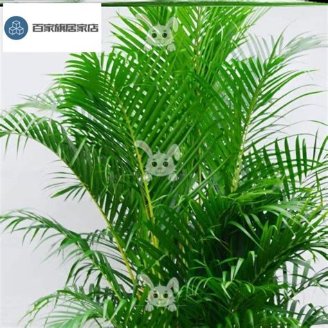 绿植凤尾竹凤尾竹和散尾葵第6页大山谷图库