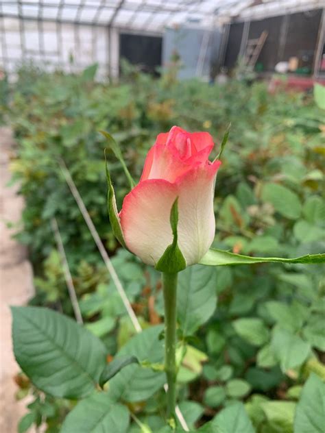 ვარდის ვარდის ნერგები ქარელის რ ნი ზემო ხვედურეთი