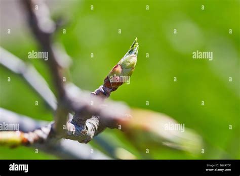 First Green Bud On A Tree In Spring Stock Photo Alamy