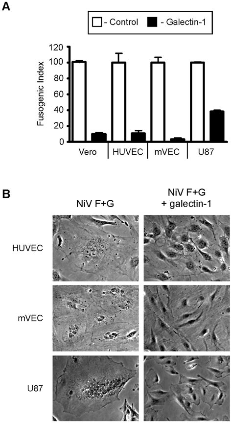 Galectin 1 Blocks Niv F And G Mediated Syncytia Formation Of