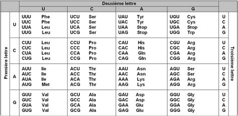 Le Code Génétique Le Code Génétique