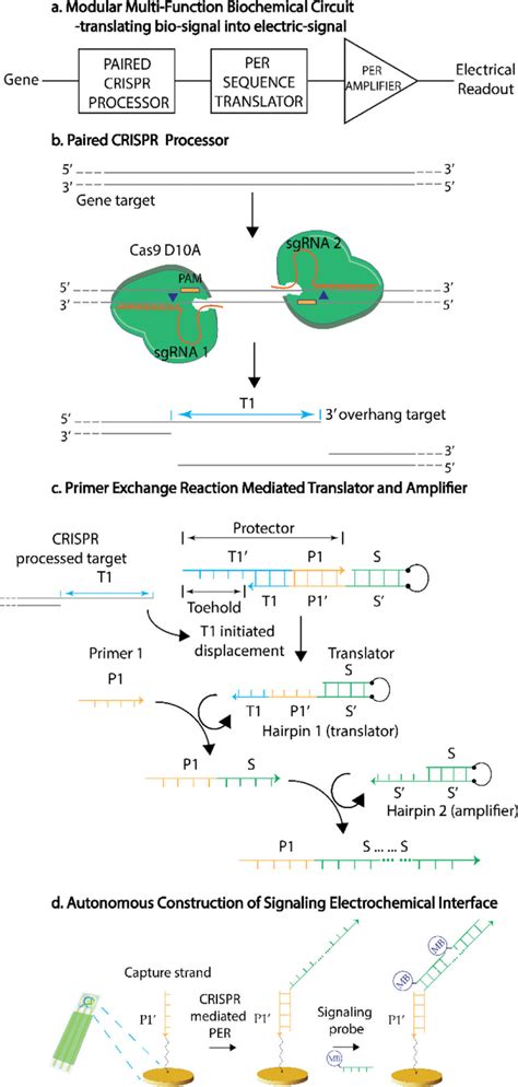 Modular Construction Of A Multi Function Heterogeneous Biochemical Download Scientific Diagram