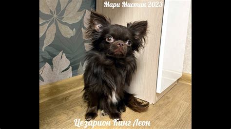 ПАПА щенков ТЕСТЫ по ЗДОРОВЬЮ ПСИХИКЕ есть РЕЗУЛЬТАТЫ ВЫСТАВОК ПОЖИЗНЕННЫЙ ДОПУСК В