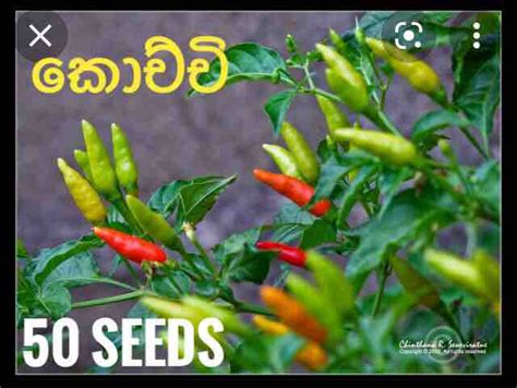 Kochchi Chili 50 Seeds කොච්චි ඇට Daraz Lk