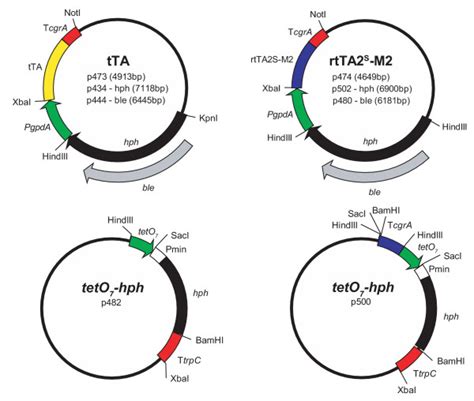 Schematic Representation Of Plasmid Constructions The TTA Gene Is Download Scientific Diagram